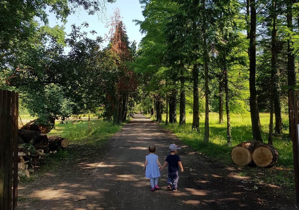 Cum se asamblează o pădure? – OVIDIU SÎRB